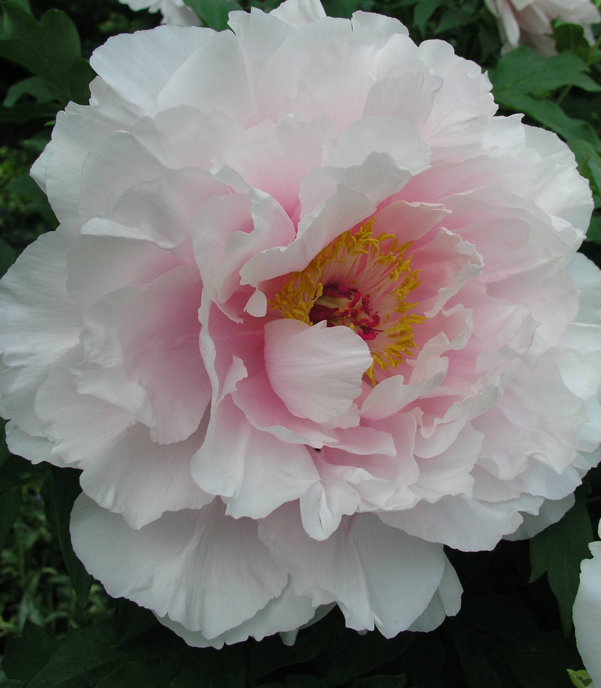 Tree Peonies Palmiters Garden Nursery